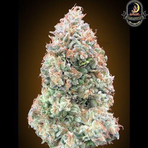 00 Seeds Chocolate Skunk XXL Auto | skyline Vape & Smoke Lounge | South ...