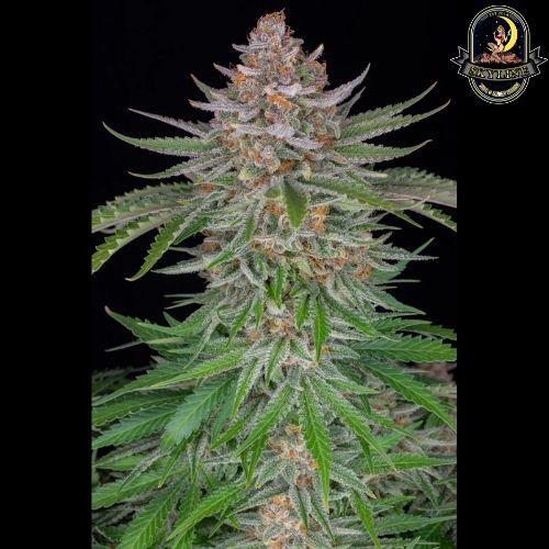 420 Fast Buds Strawberry Pie Auto Seeds | Skyline Seed Bank – Skyline ...